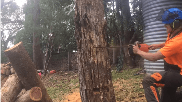 Professional woodcutter – tree felling technique – Canvids