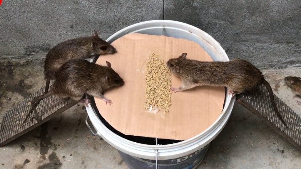 Clever 12 years old boy create the most efficient rat trap in the world ...