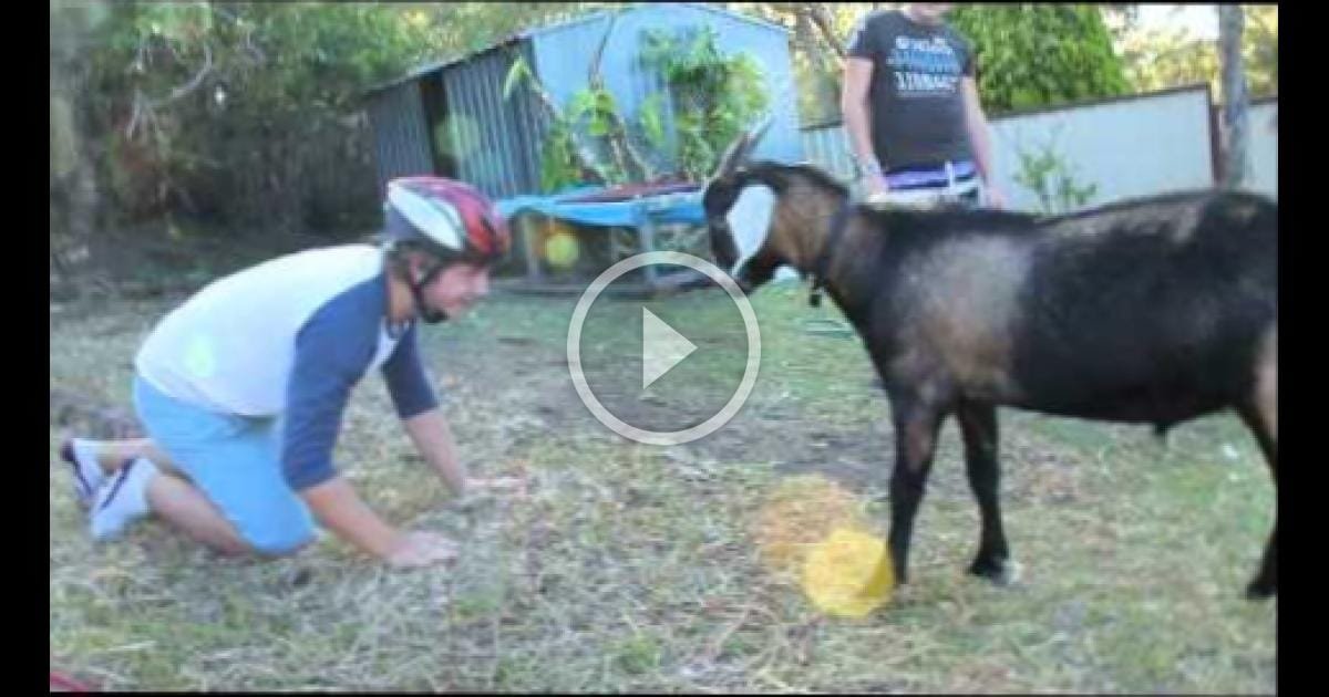 Man vs goat – Canvids