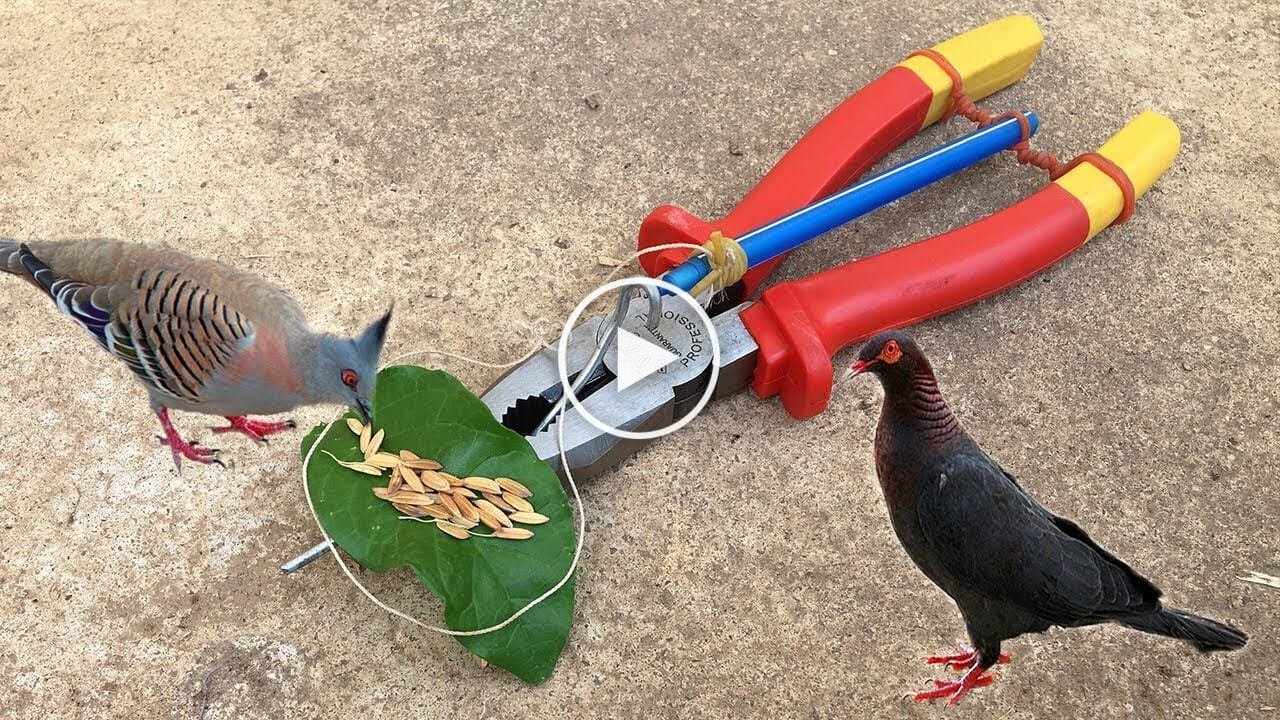 Primitive Technology: How to make a simple bird trap – Canvids