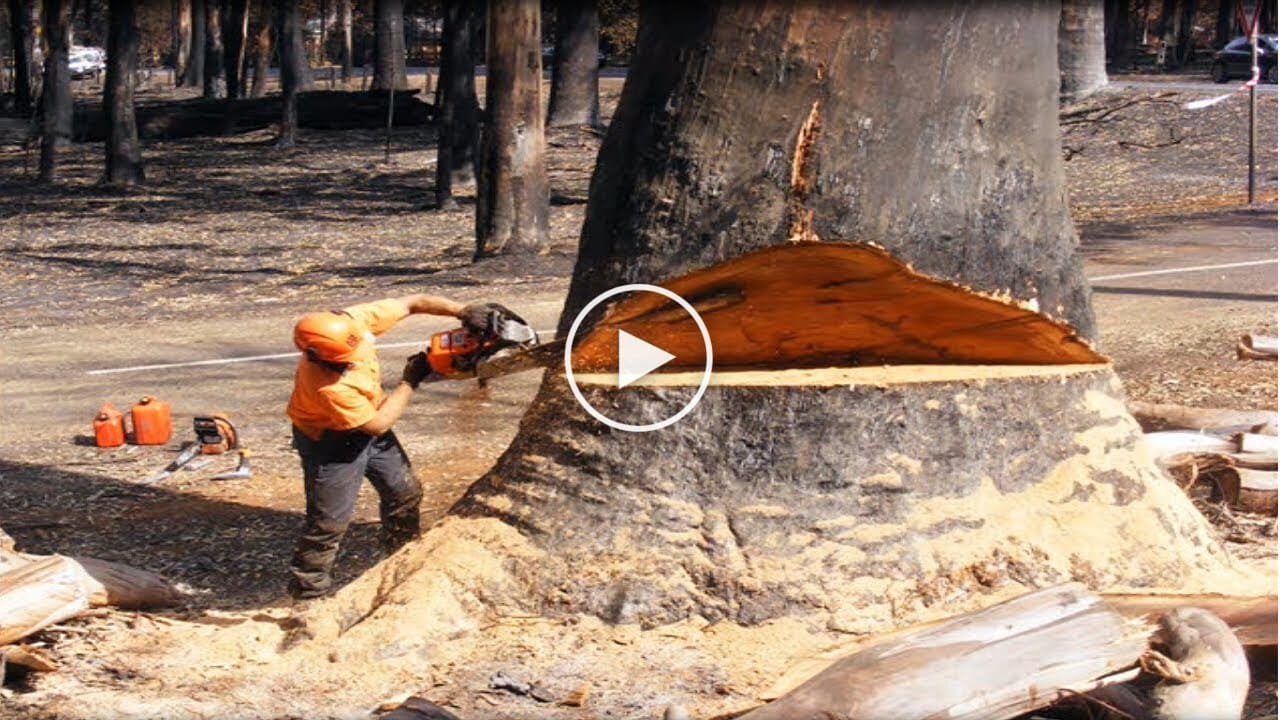 Amazing Fastest Skill Cutting Big Tree with ChainSaw Machines, Heavy ...