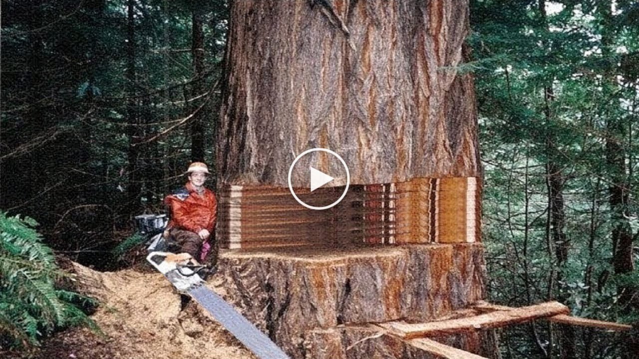Fastest Big Chainsaw Cutting Tree Machines Skills, Incredible Homemade ...